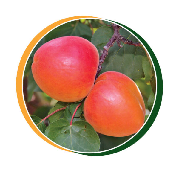 Magic Cot – BALKAN Agro